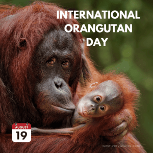 National Senior Citizen Day (Aug 21) Wishes - History, Activities ...